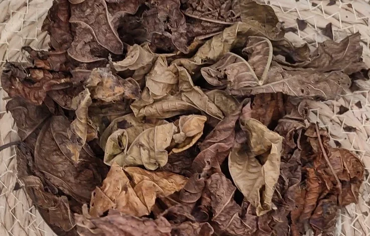 Les bienfaits des feuilles de djeka - Yaxale